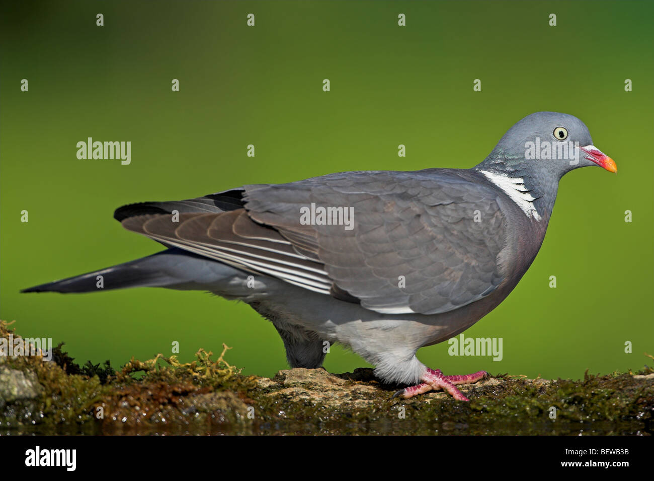 Il Colombaccio ( Columba palumbus) seduti al posto di irrigazione ...