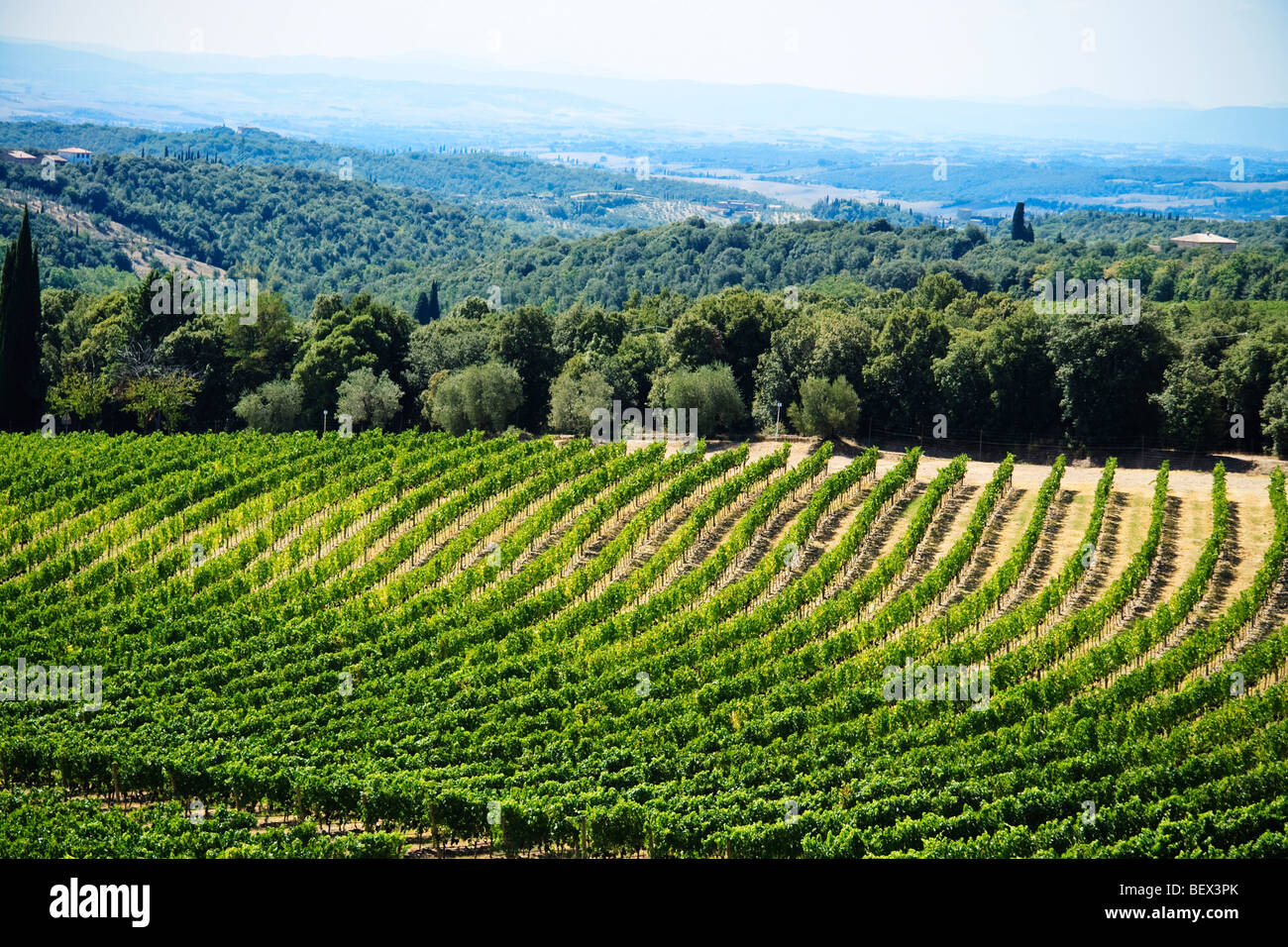 Vigneto in toscana immagini e fotografie stock ad alta risoluzione - Alamy
