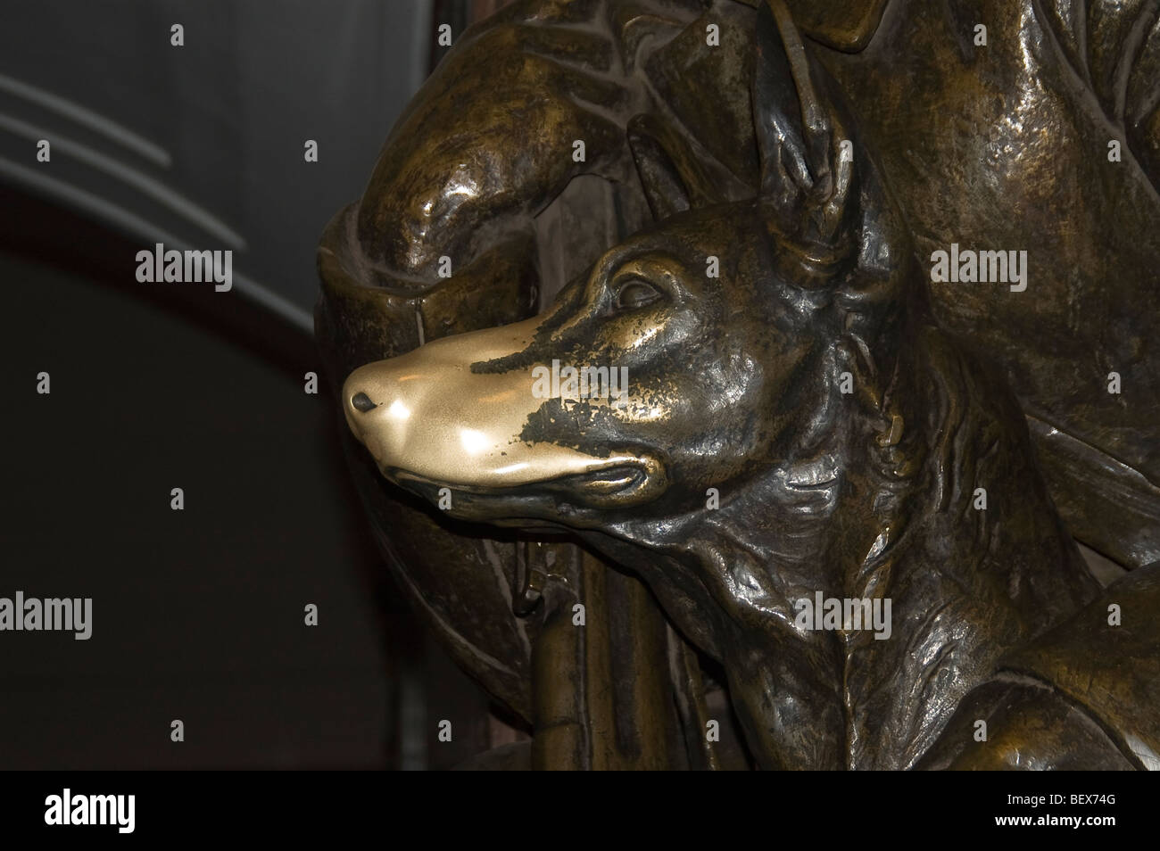 Muso cane immagini e fotografie stock ad alta risoluzione - Alamy