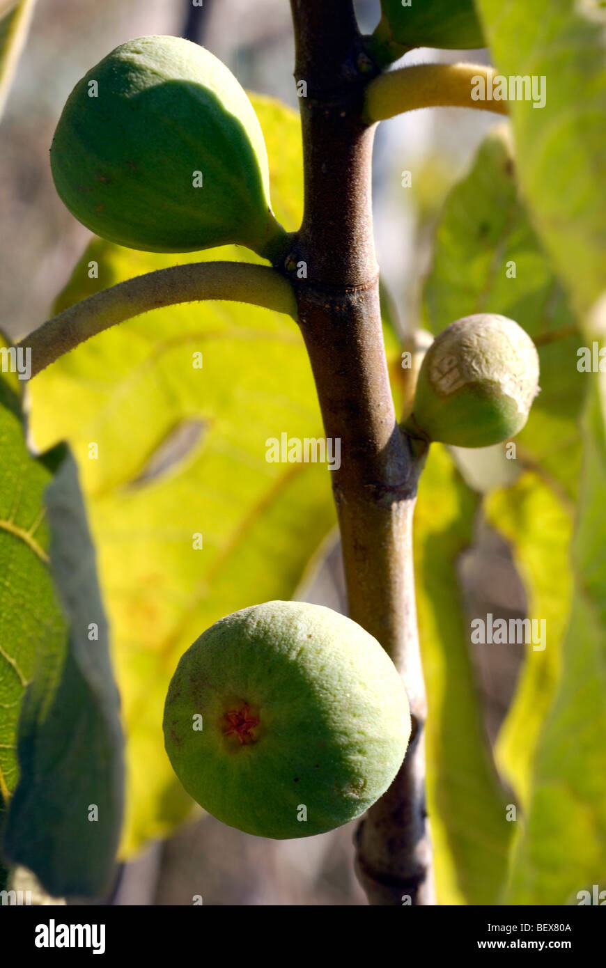 Close up dei frutti e delle foglie di un albero di fico Ficus carica ...