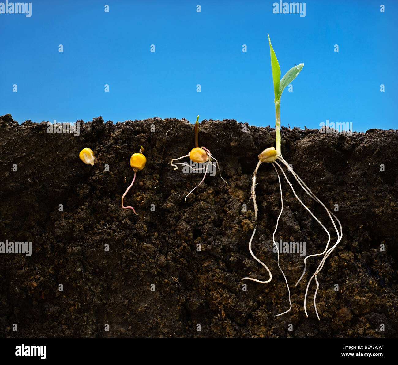 Apparato Radicale Sano Immagini e Fotos Stock - Alamy