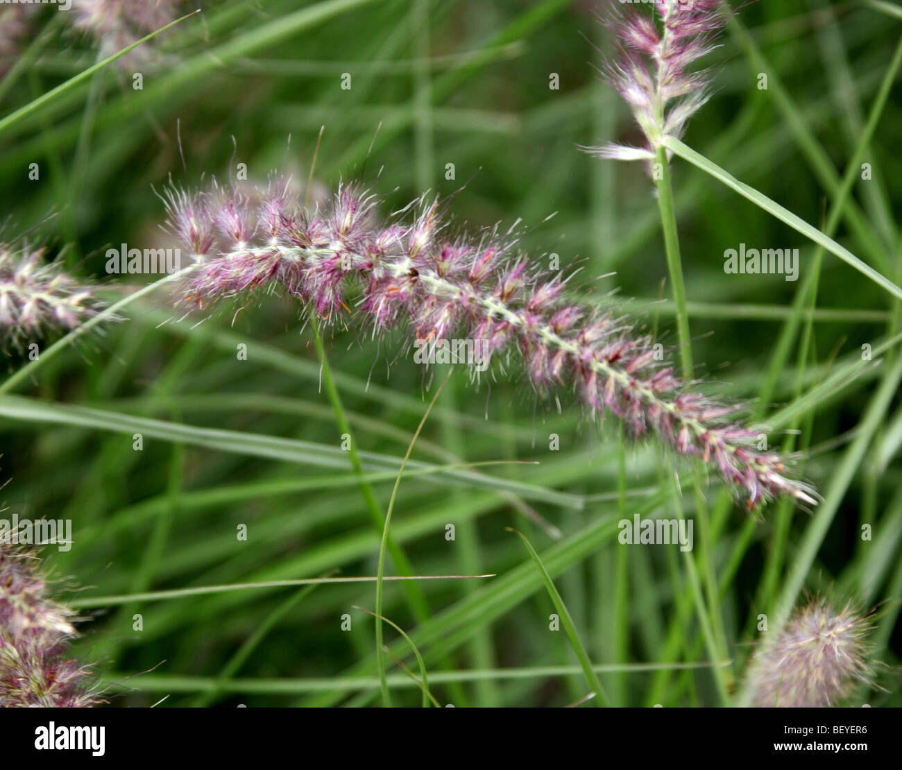 Fontana Cinese Erba, Pennisetum Alopecuroides 'Karley-Rose', Poaceae ...