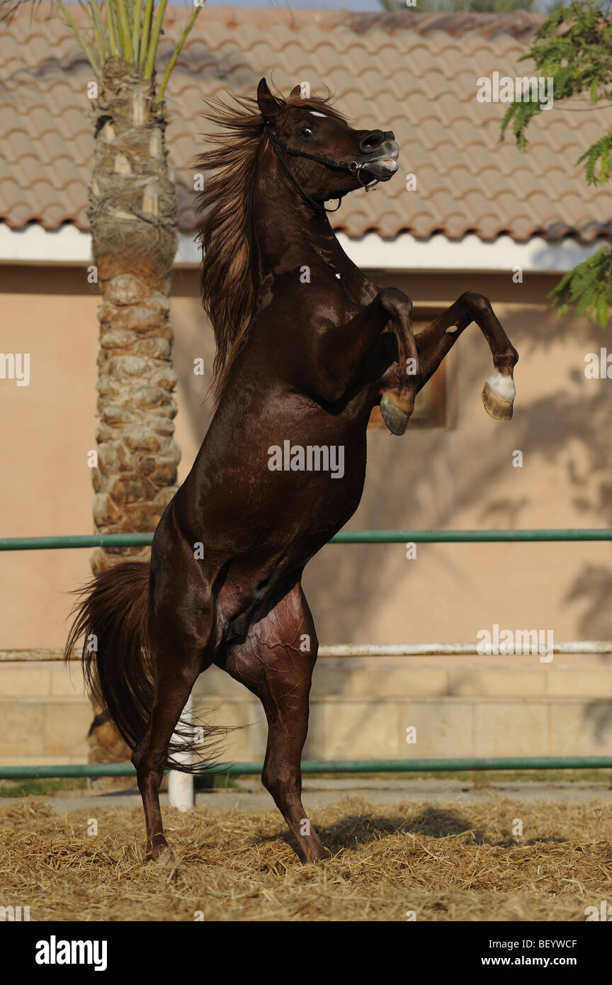 Stallone da cavallo immagini e fotografie stock ad alta risoluzione - Alamy