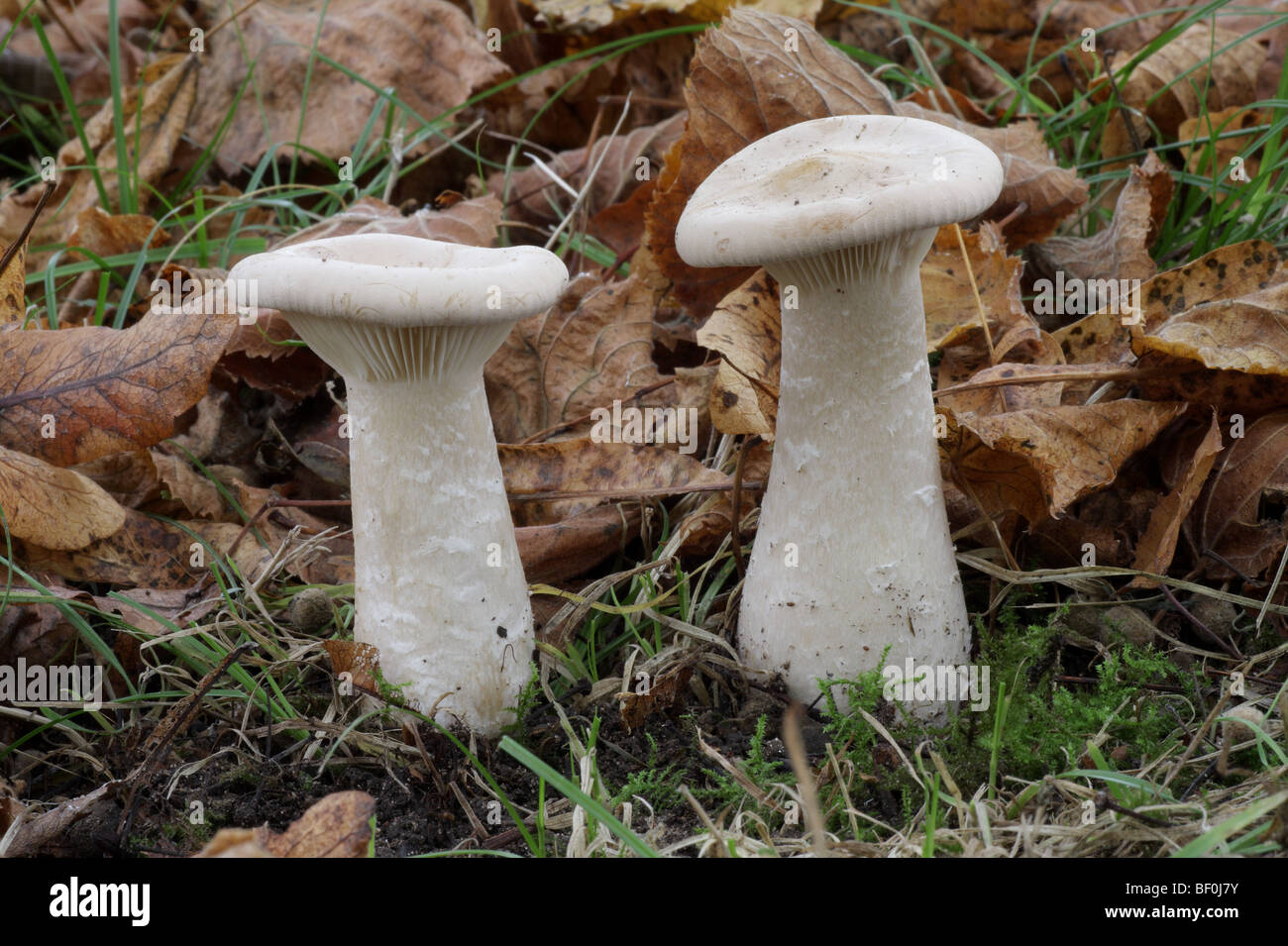 Clitocybe geotropa immagini e fotografie stock ad alta risoluzione - Alamy
