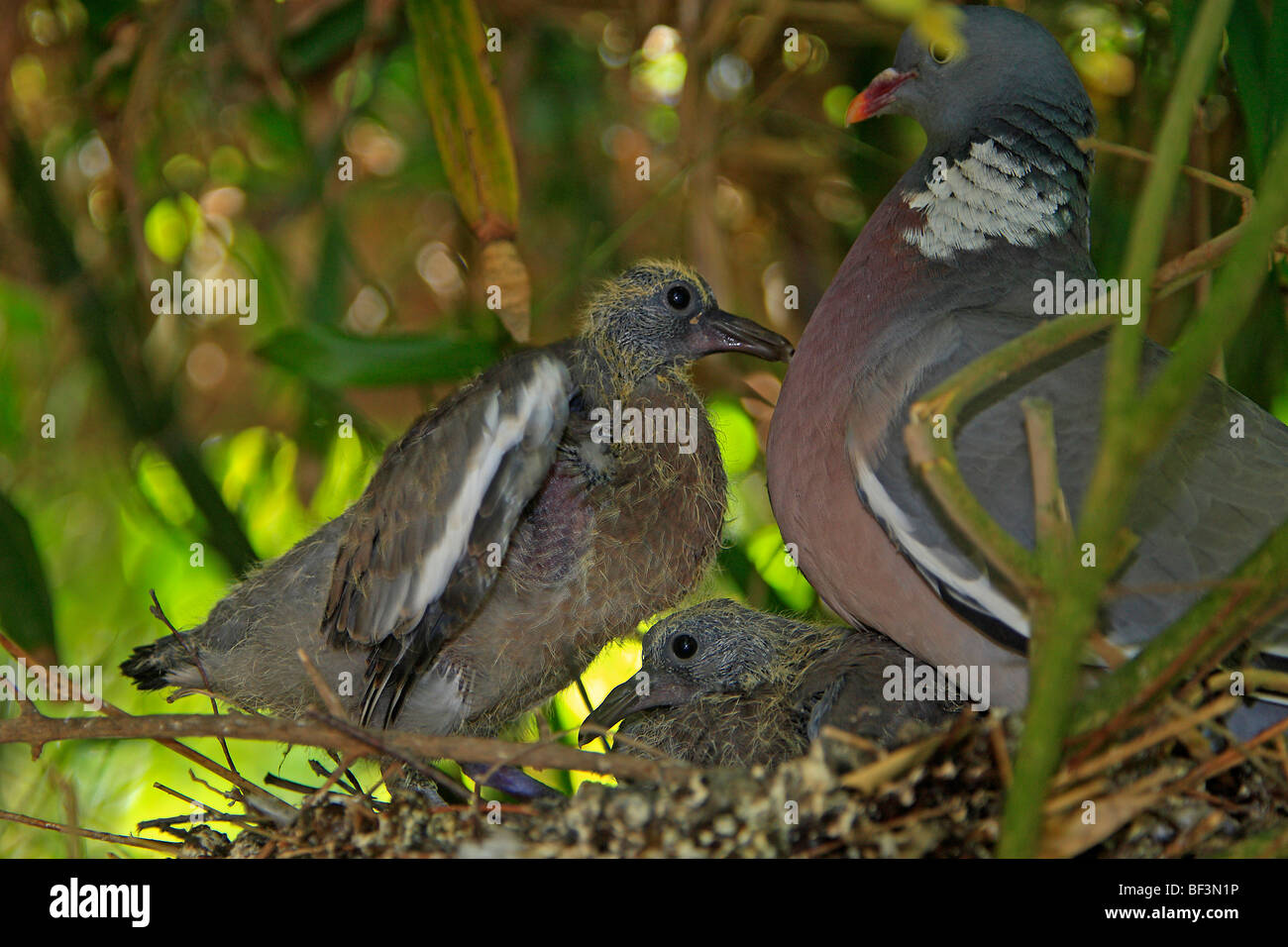 Young pigeon immagini e fotografie stock ad alta risoluzione - Alamy