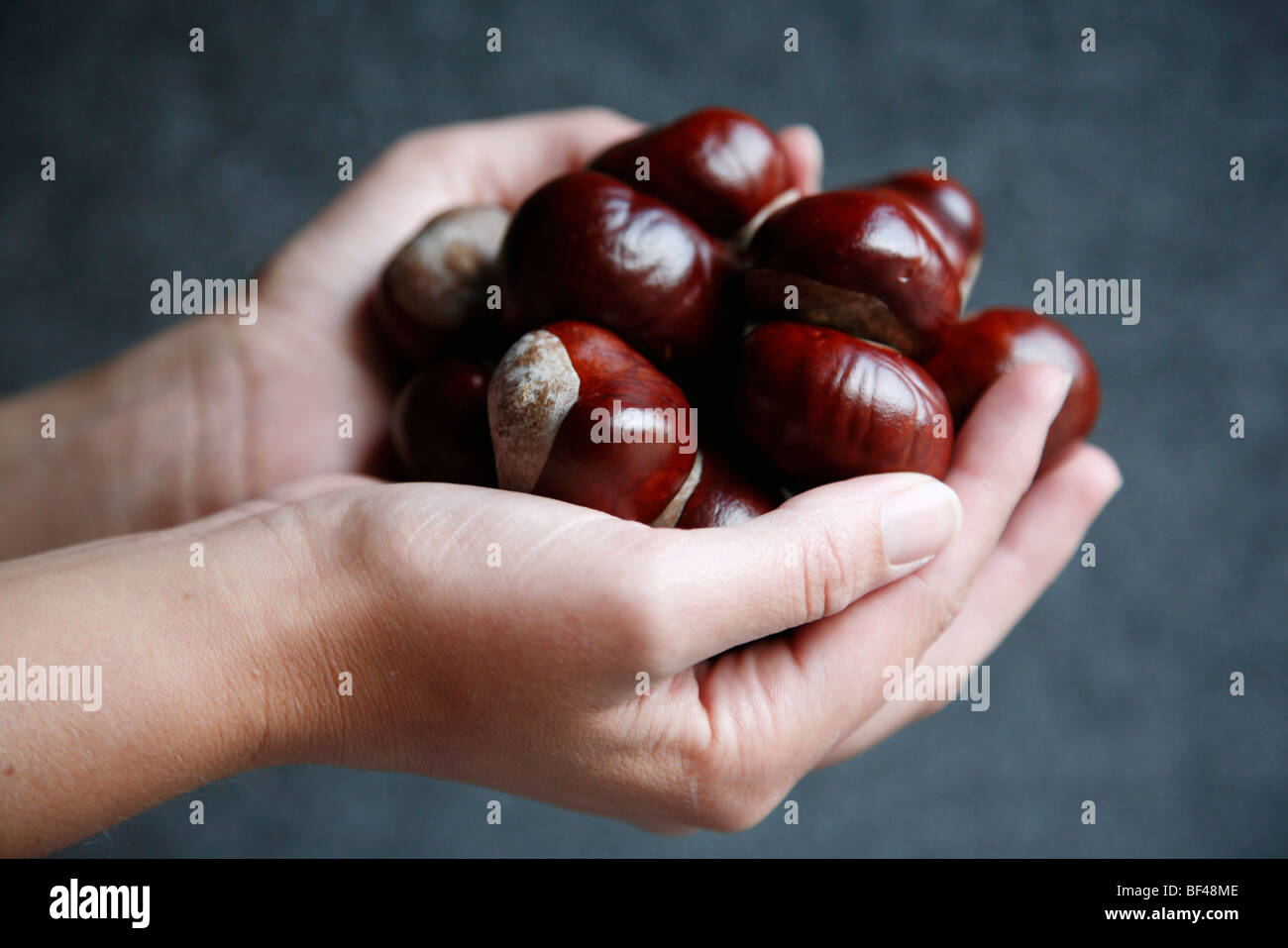 Manciata di conker immagini e fotografie stock ad alta risoluzione - Alamy