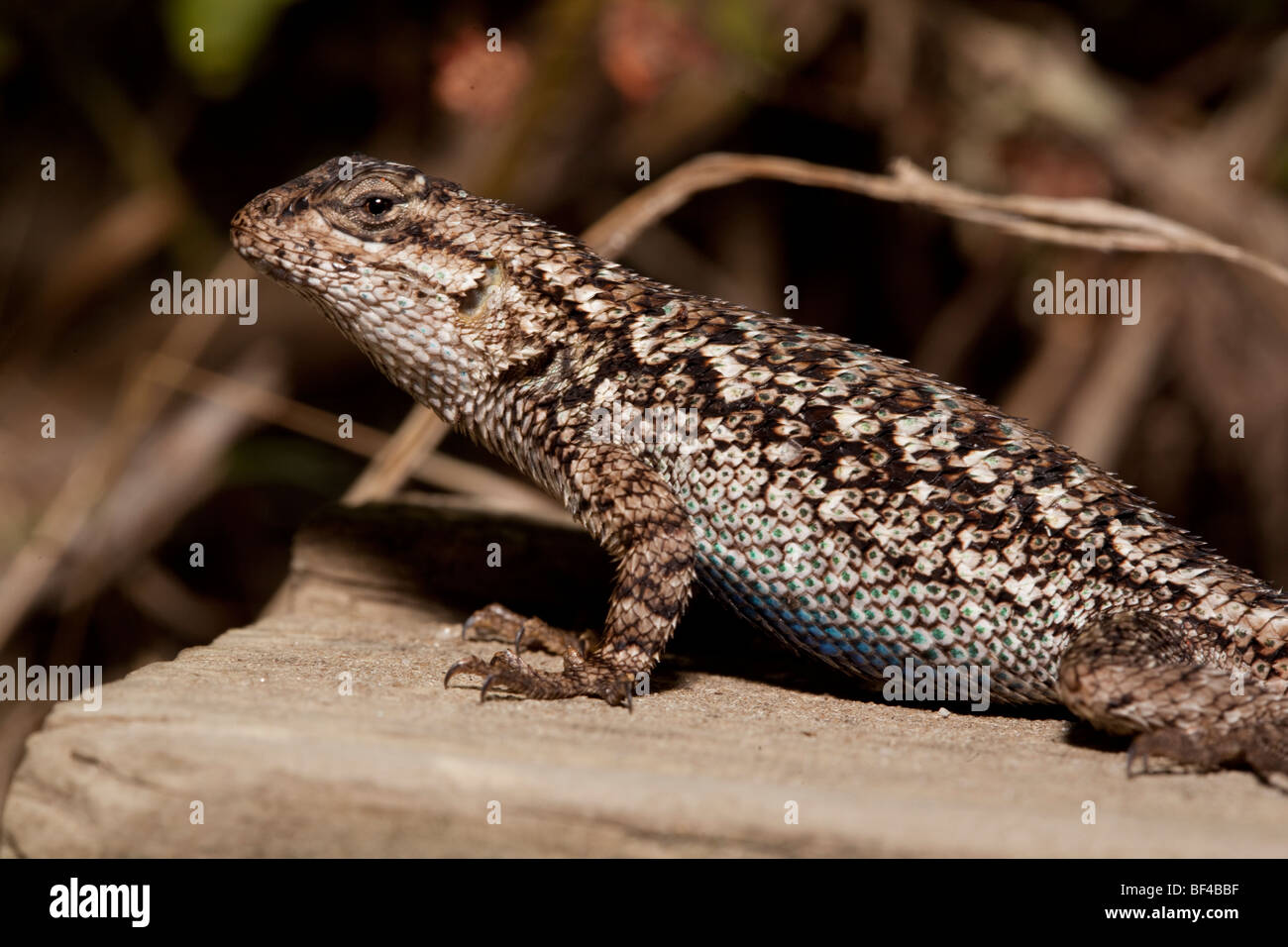 Teptiles immagini e fotografie stock ad alta risoluzione - Alamy