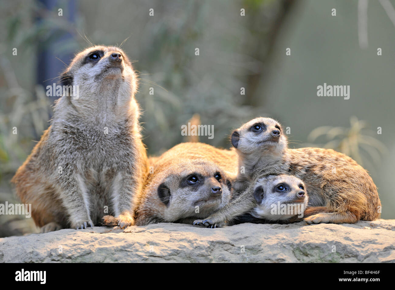 Ganze ansicht immagini e fotografie stock ad alta risoluzione - Alamy