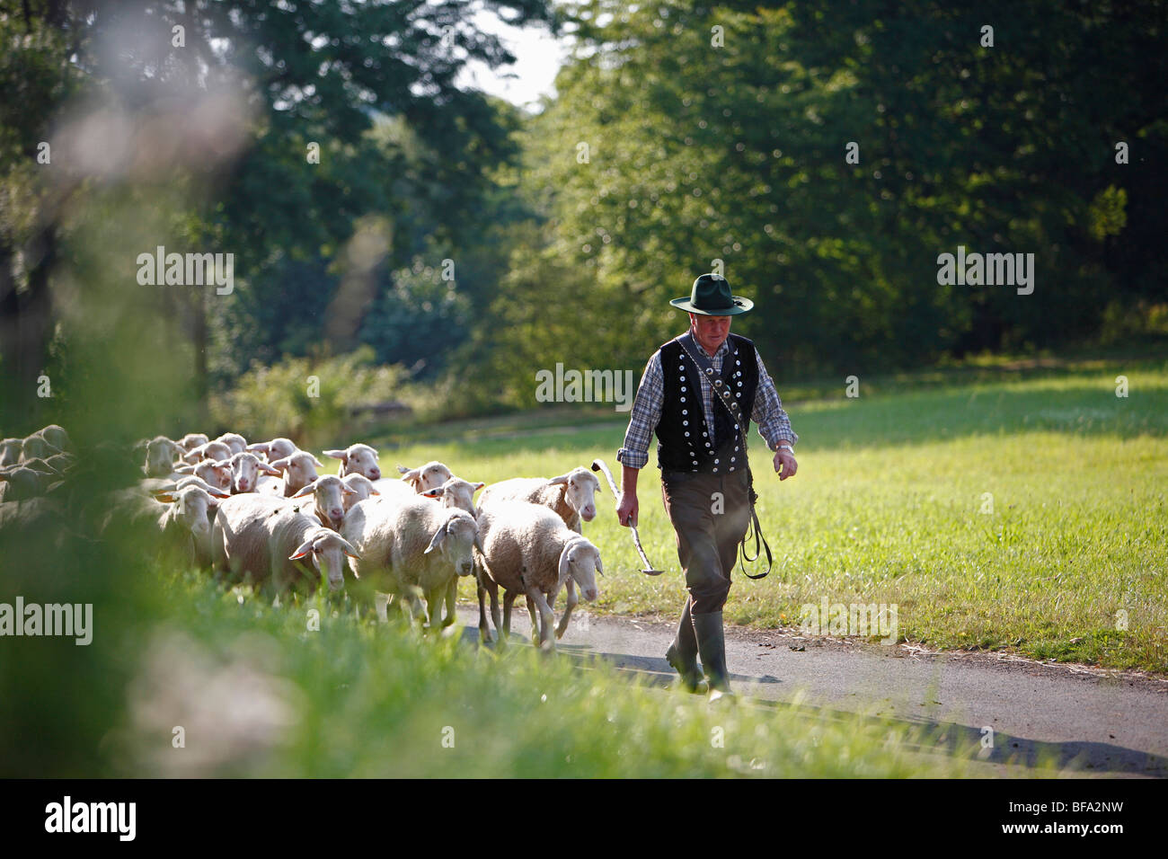Pastore con il gregge di pecore immagini e fotografie stock ad alta ...
