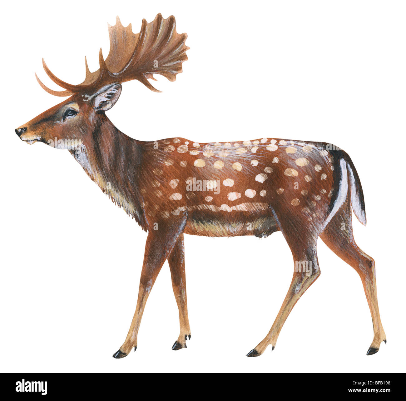 Disegno dei cervi immagini e fotografie stock ad alta risoluzione - Alamy