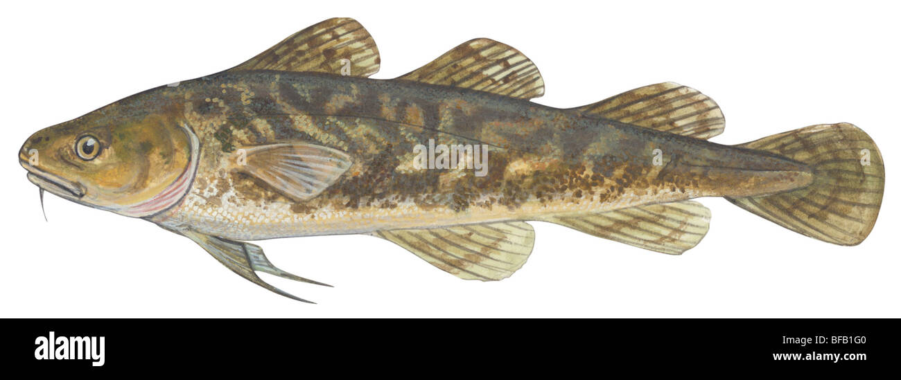 Pesci atlantici immagini e fotografie stock ad alta risoluzione - Alamy