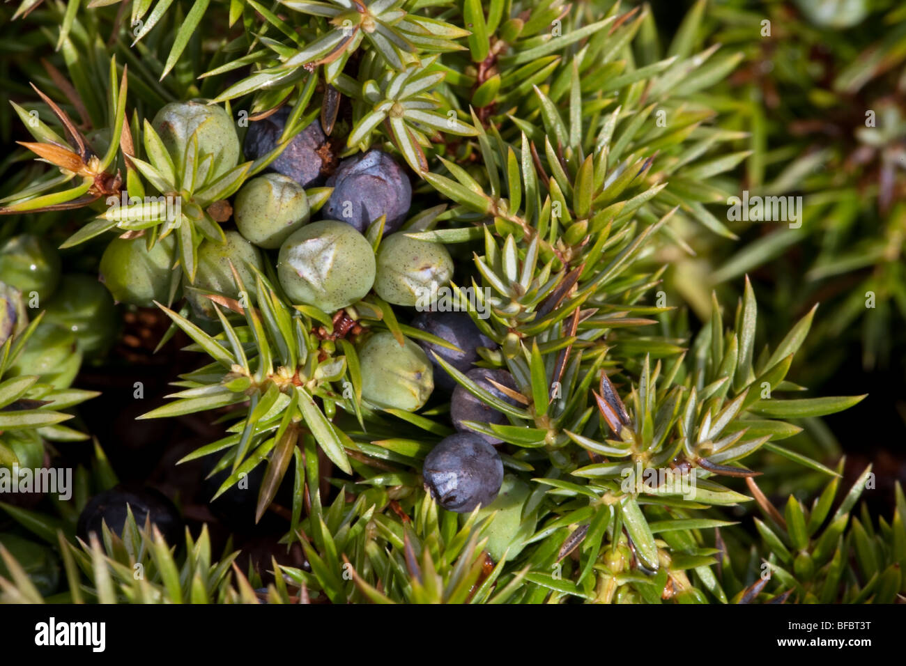 Ginepro comune immagini e fotografie stock ad alta risoluzione - Alamy