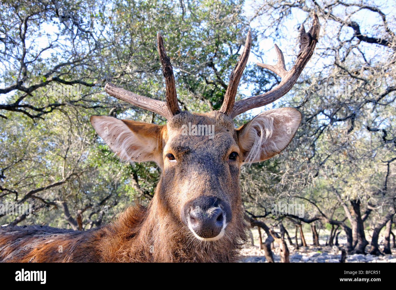 Cervo canadensis immagini e fotografie stock ad alta risoluzione - Alamy