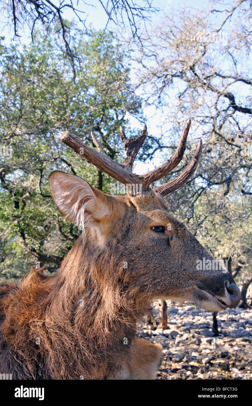 Cervo wapiti immagini e fotografie stock ad alta risoluzione - Alamy