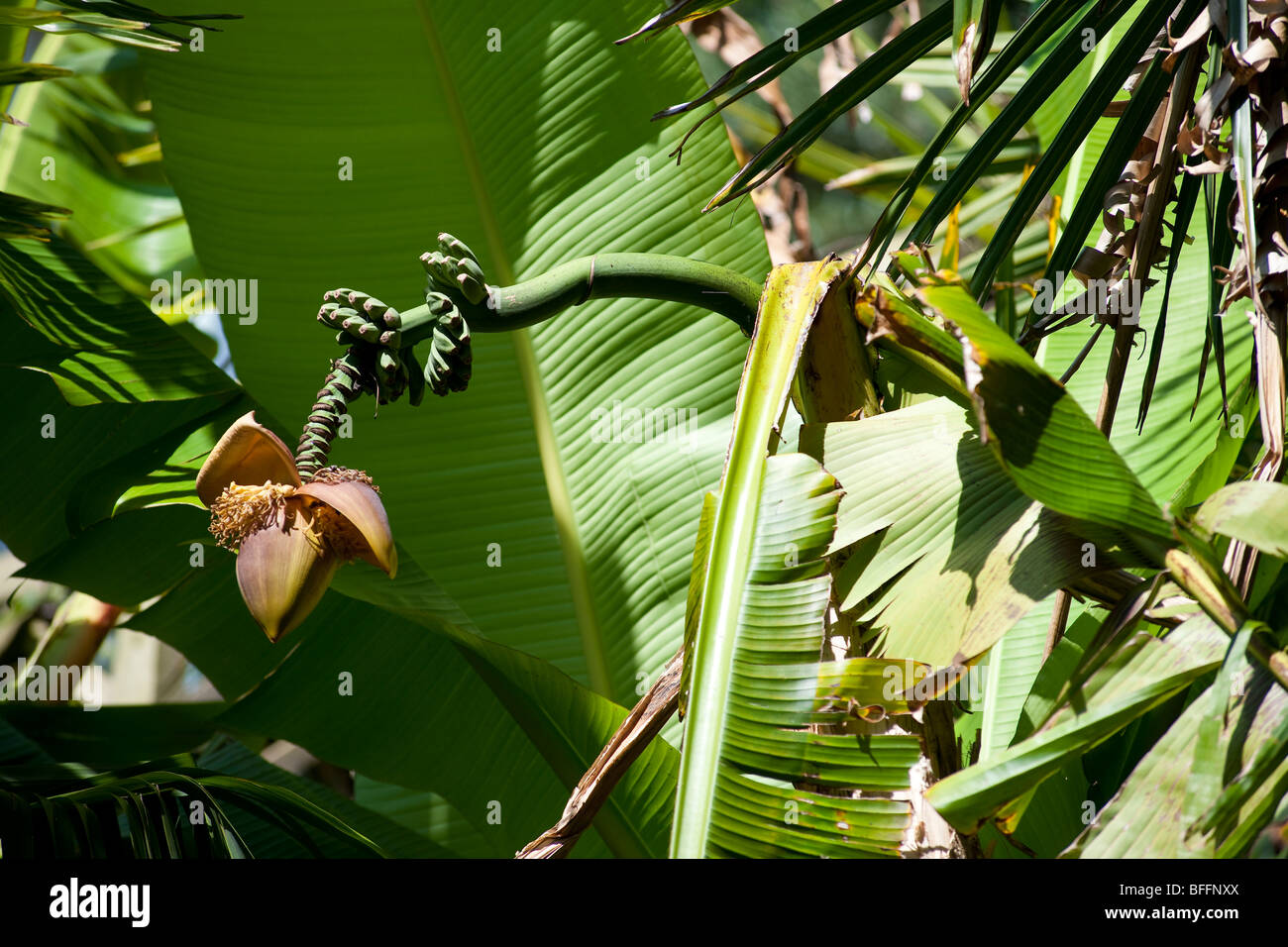 Pianta di banano immagini e fotografie stock ad alta risoluzione - Alamy
