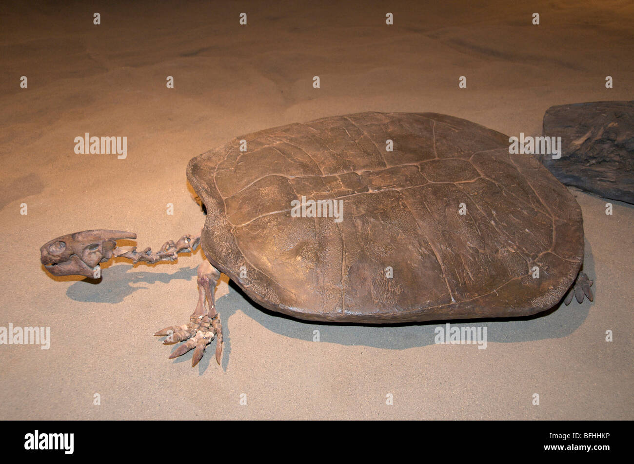 Scheletro di una tartaruga immagini e fotografie stock ad alta ...