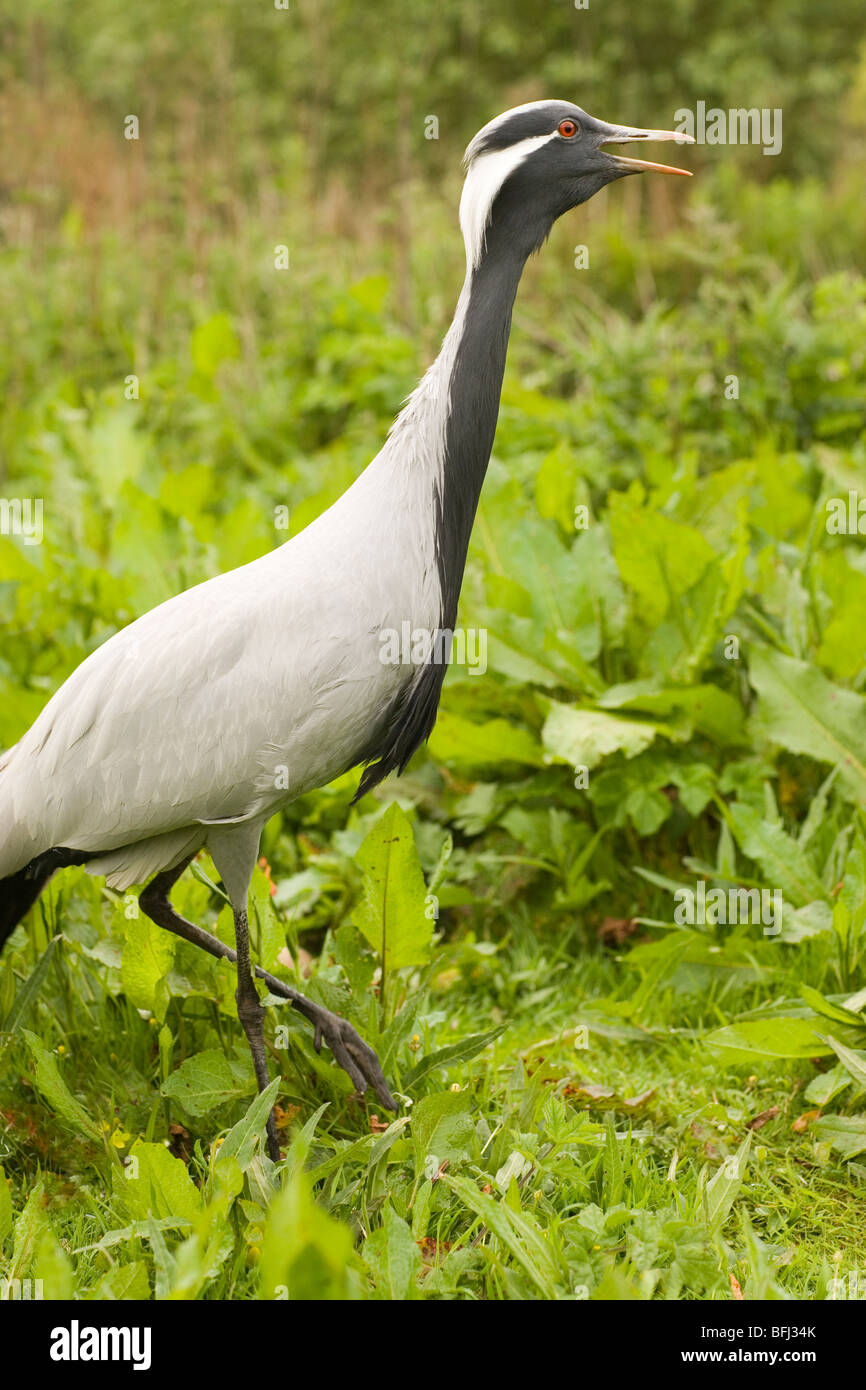 Gru del pakistan immagini e fotografie stock ad alta risoluzione - Alamy