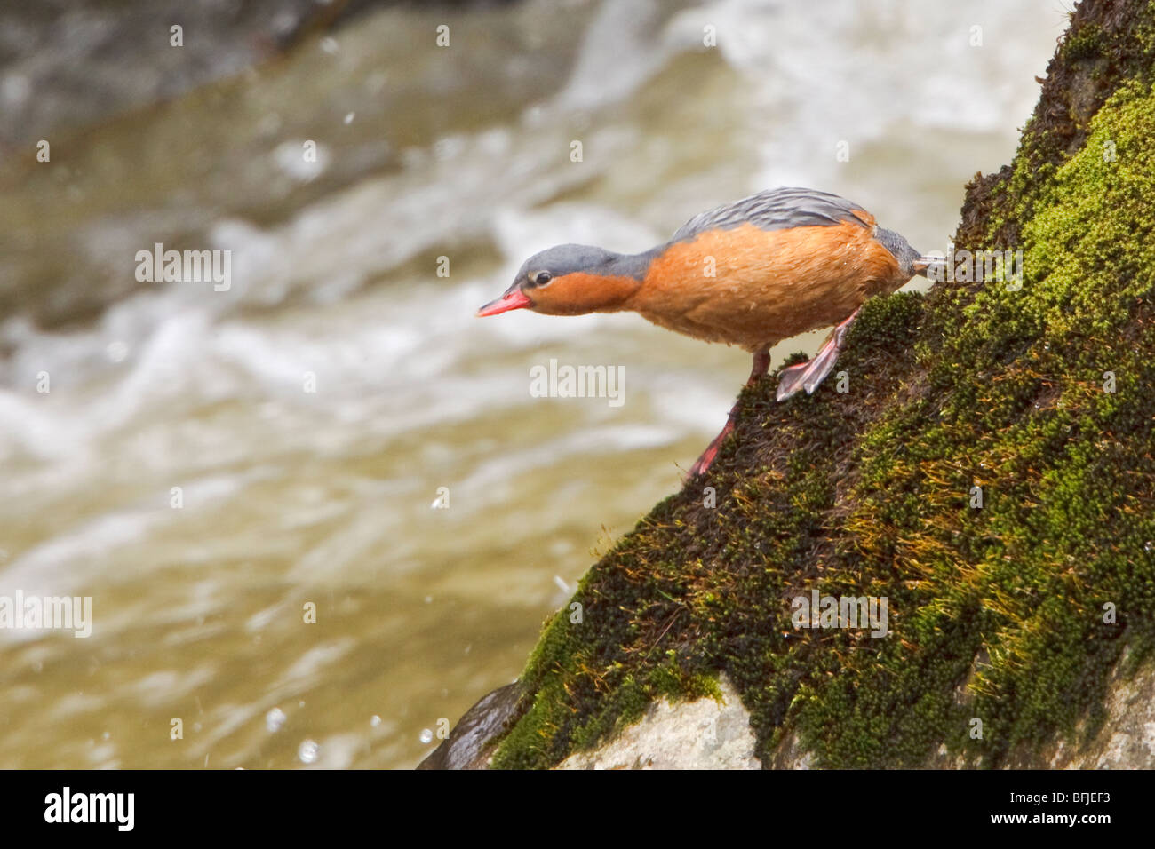 Anatroccolo O Anatra Selvatica Immagini e Fotos Stock - Alamy