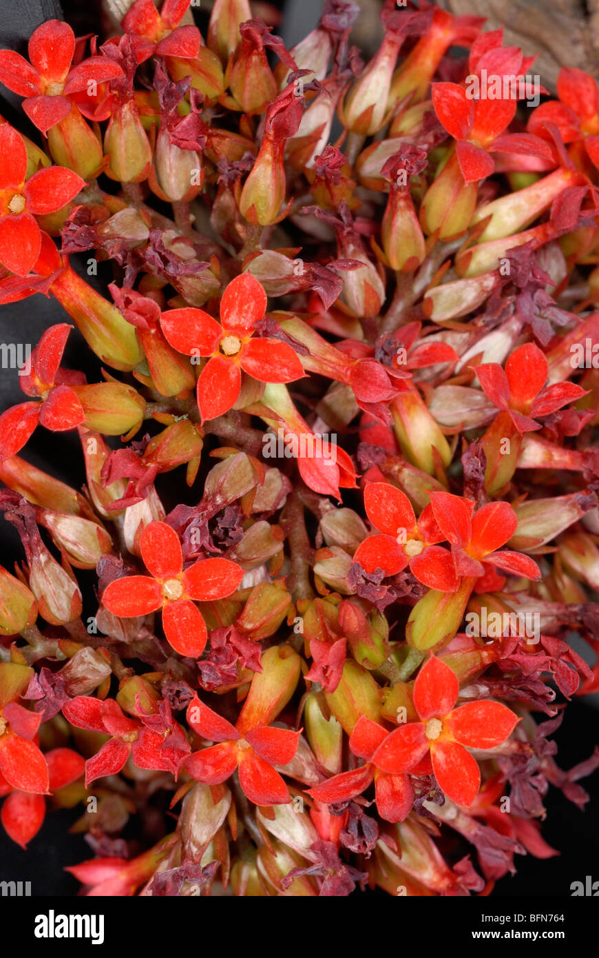 Kalanchoe Blossfeldiana Noto Anche Come Kalanchoe Coccinea Var