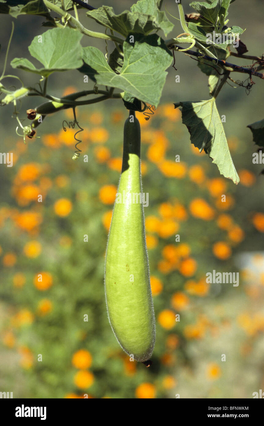 Pianta di zucca verde bottiglia immagini e fotografie stock ad alta ...