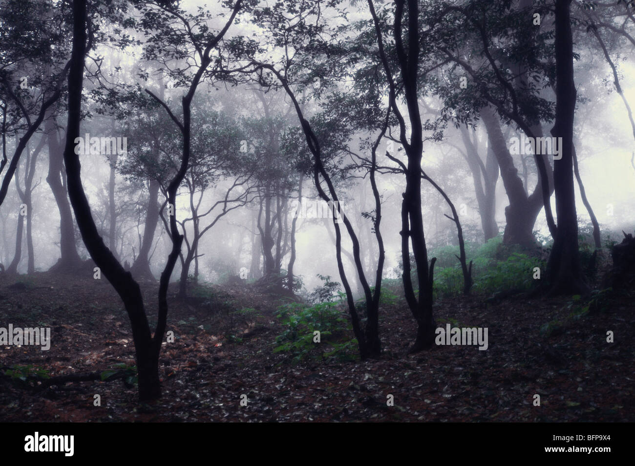 Monsone indiano immagini e fotografie stock ad alta risoluzione - Alamy