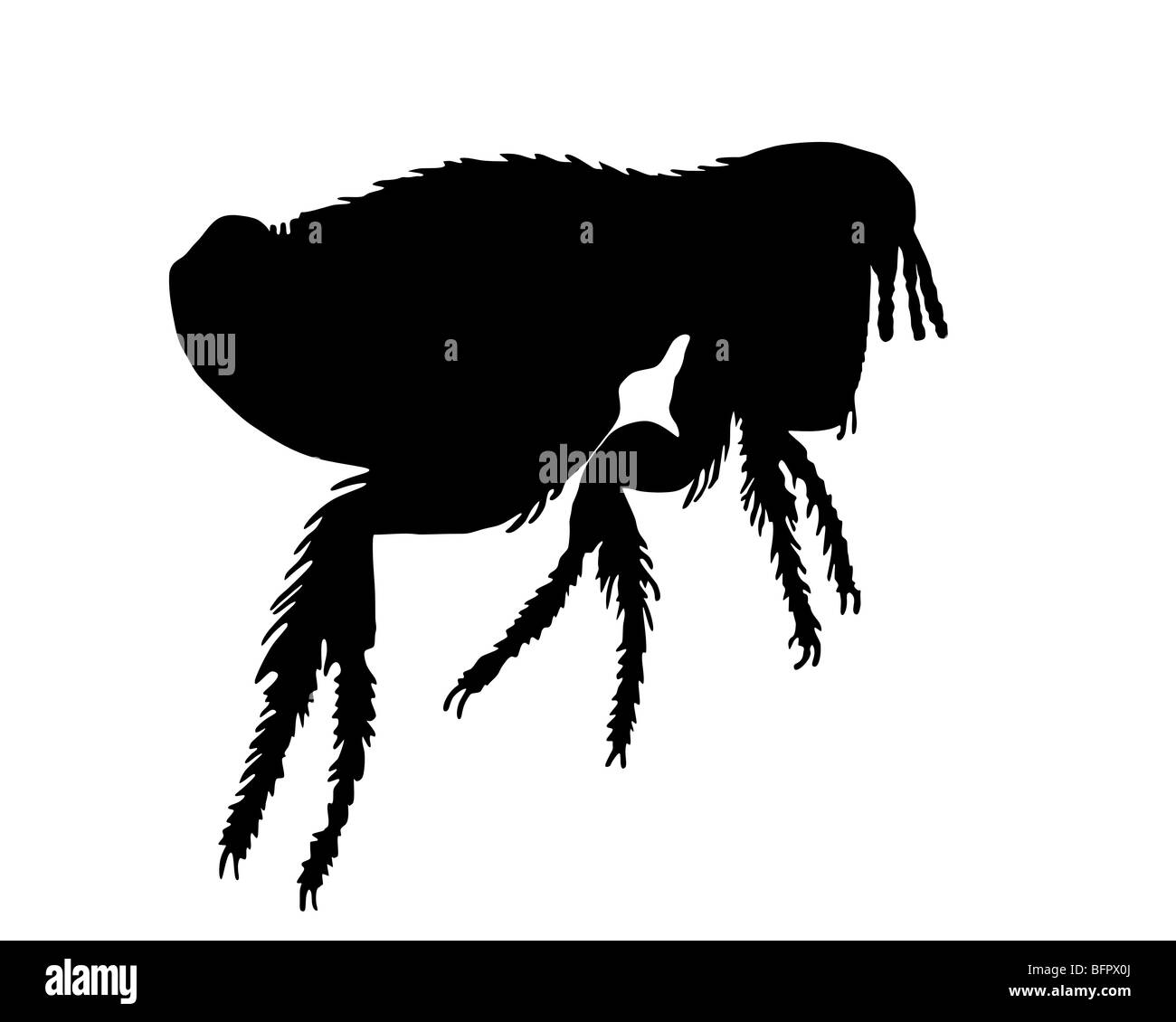 Pulce morsa Foto e Immagini Stock in Bianco e Nero - Alamy