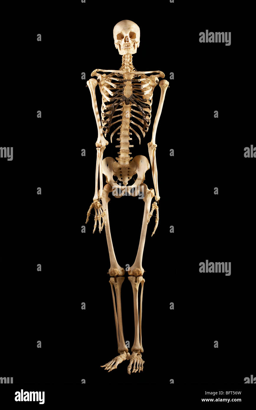 Scheletro di tutto il corpo immagini e fotografie stock ad alta ...
