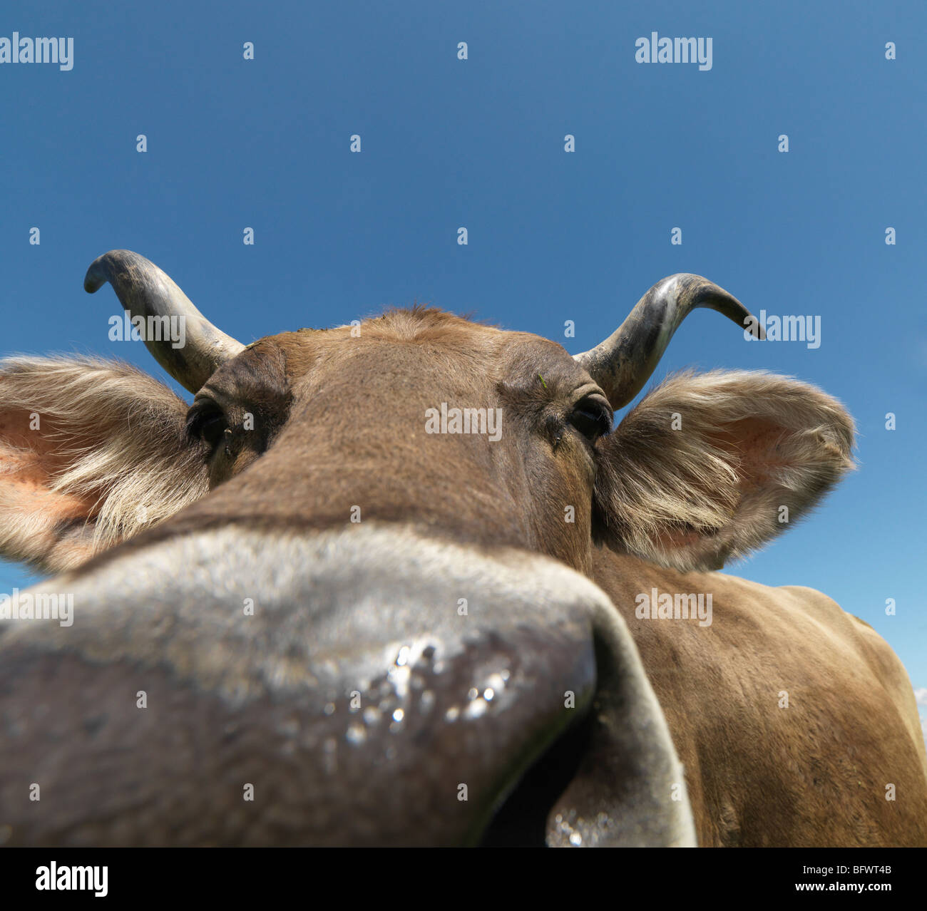 Cow Naso Immagini e Fotos Stock - Alamy
