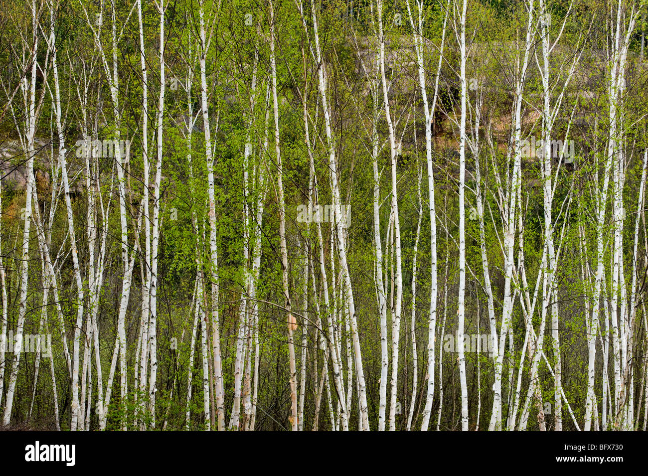 Albero di betulla immagini e fotografie stock ad alta risoluzione - Alamy