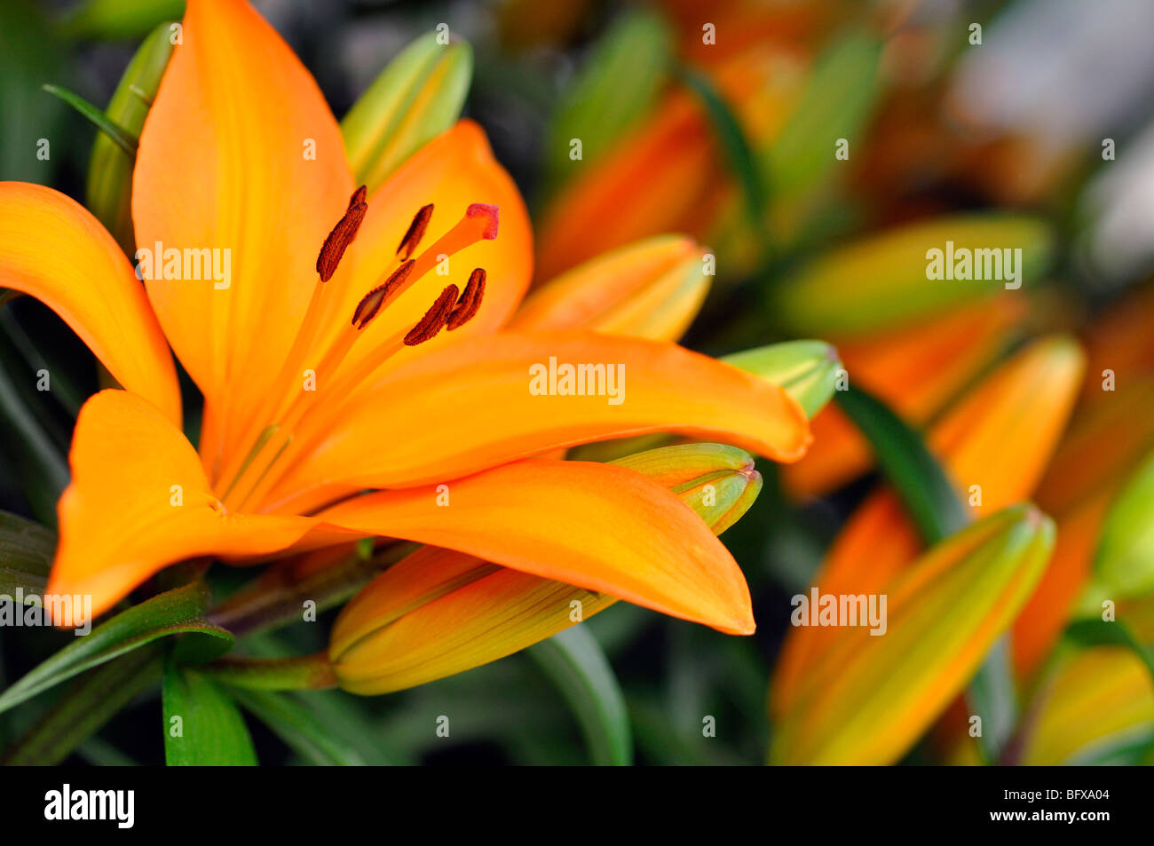 Giglio o lilium immagini e fotografie stock ad alta risoluzione - Alamy