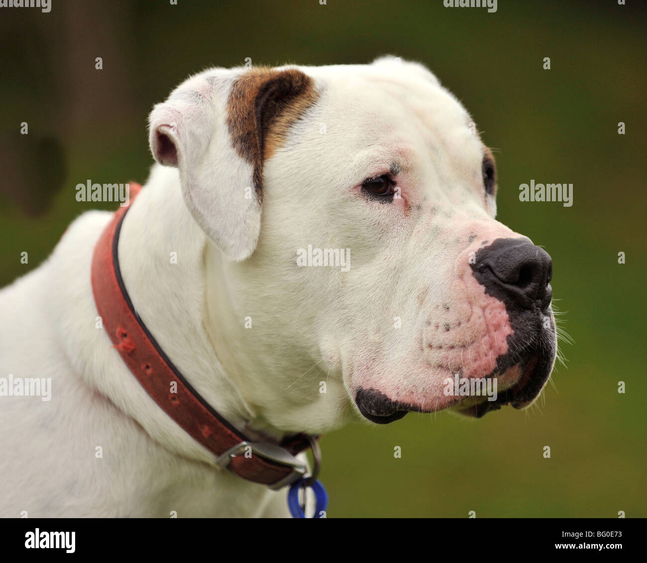 Bulldog americano bianco immagini e fotografie stock ad alta ...