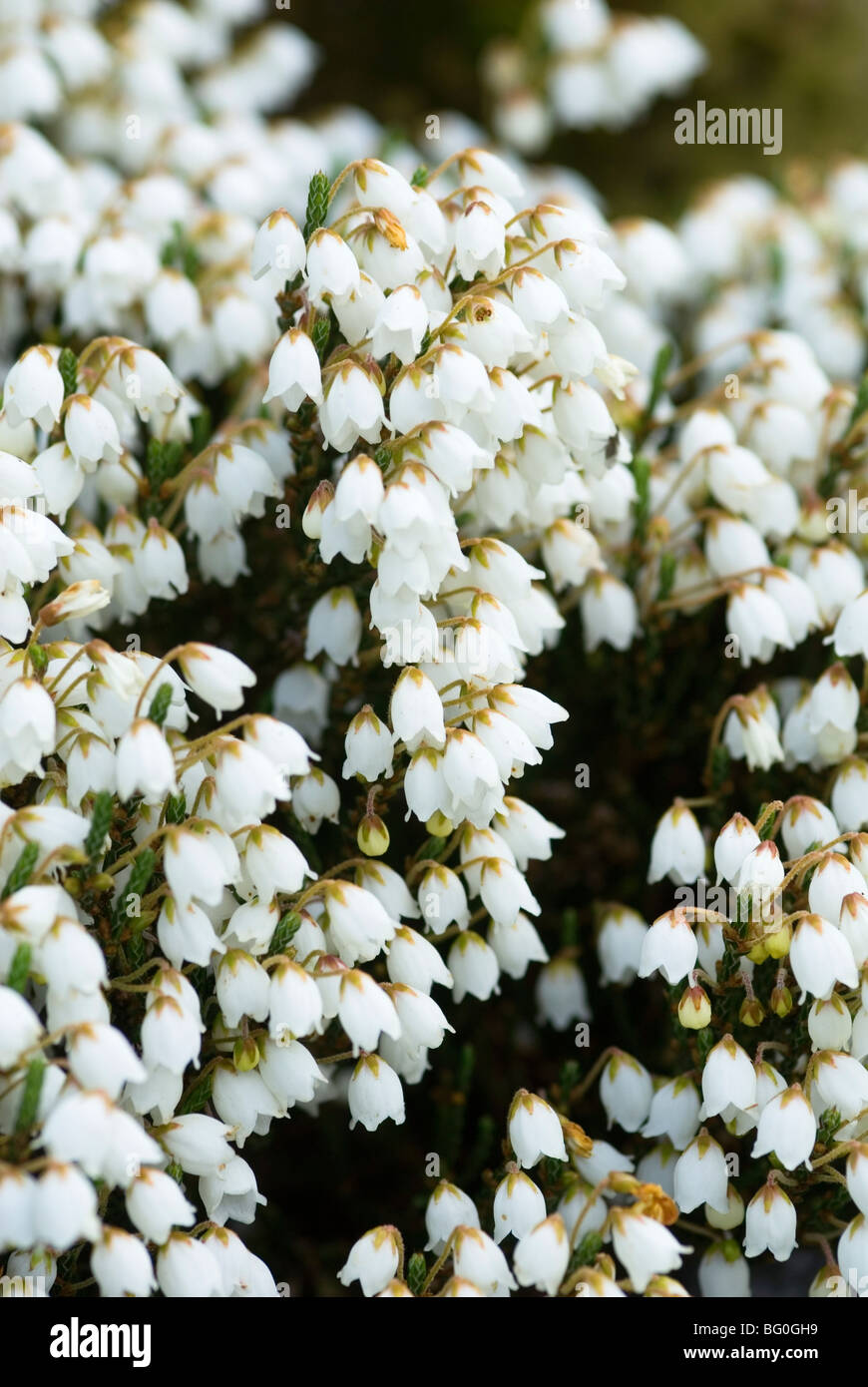 Cassiope selaginoides immagini e fotografie stock ad alta risoluzione ...