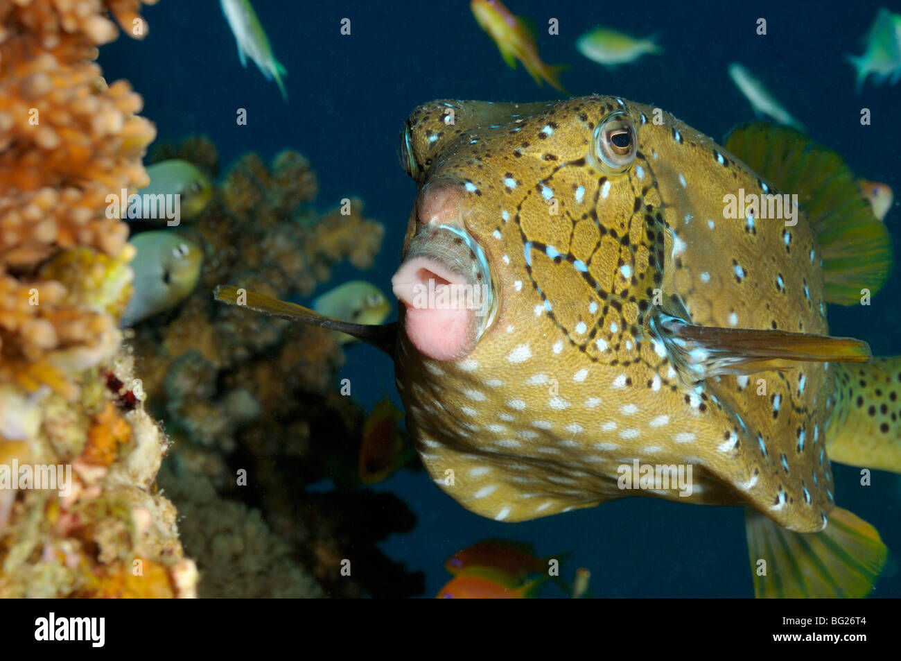 Pesce Bocca Immagini e Fotos Stock - Alamy
