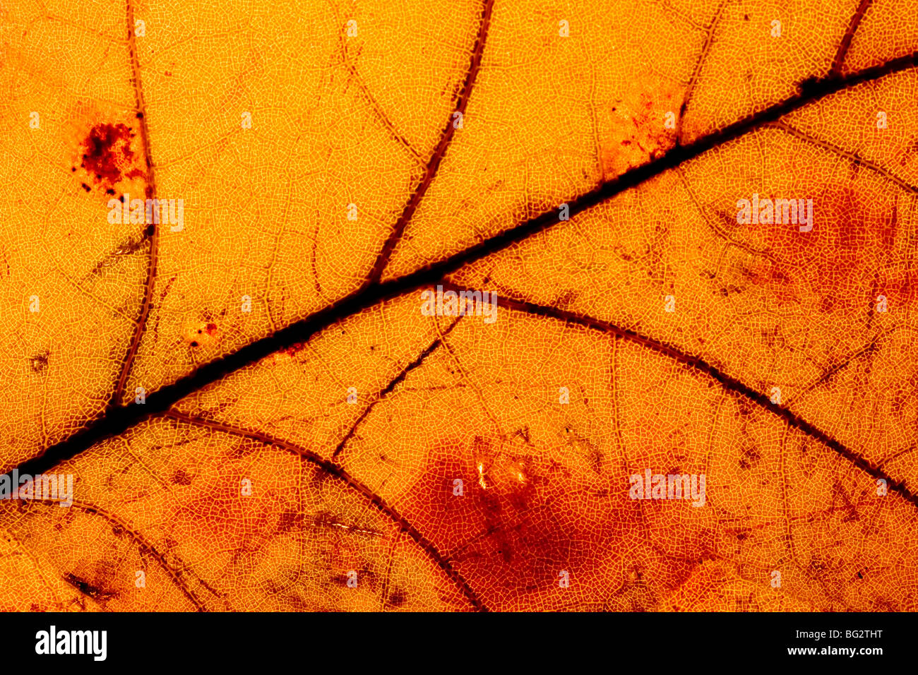 Sfondo texture foglia immagini e fotografie stock ad alta risoluzione ...