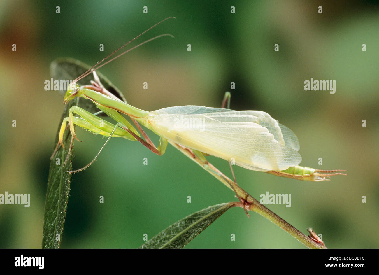 Mantide religiosa europea religiosa immagini e fotografie stock ad alta ...