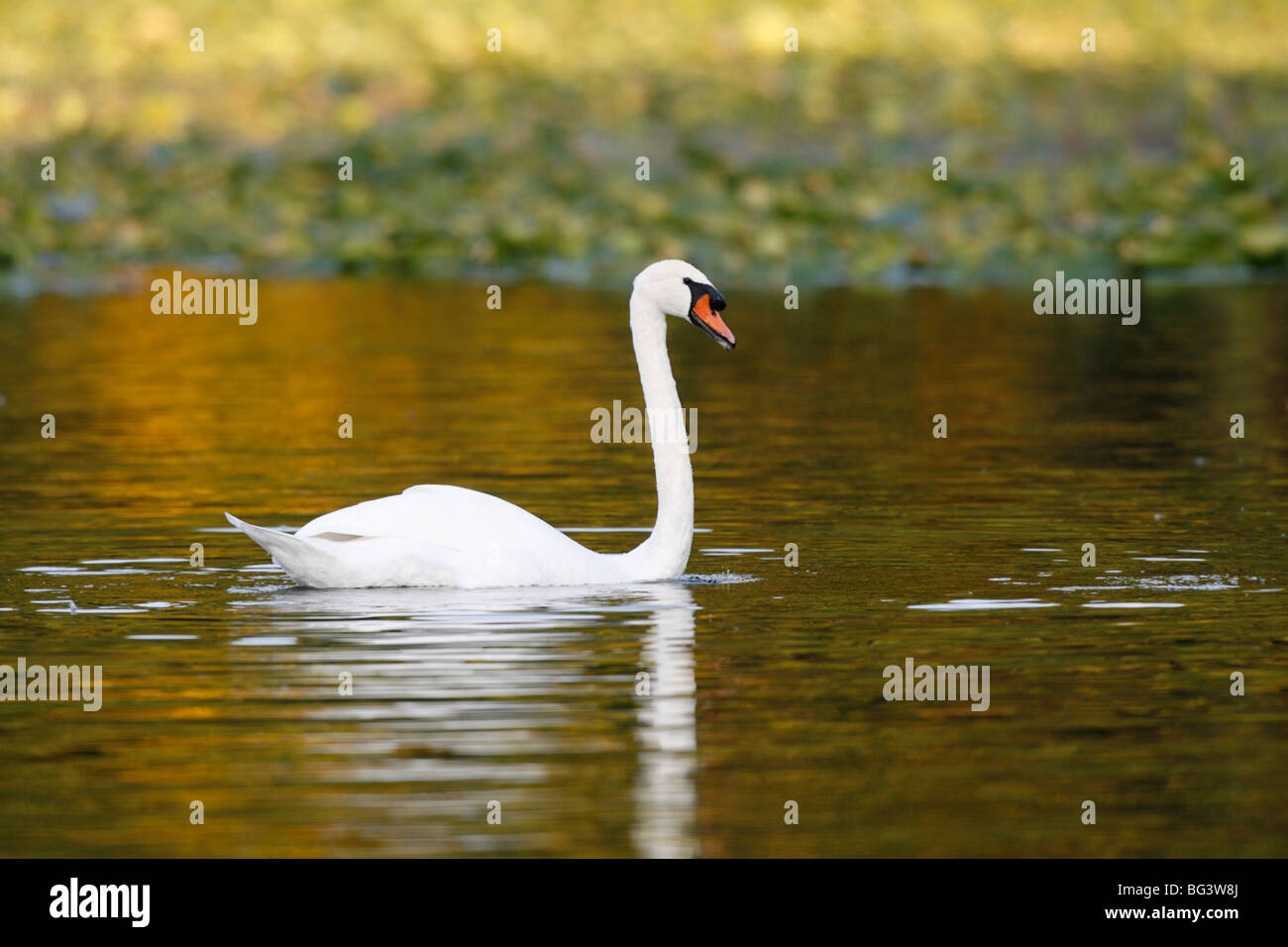 Cigno reale immagini e fotografie stock ad alta risoluzione - Alamy