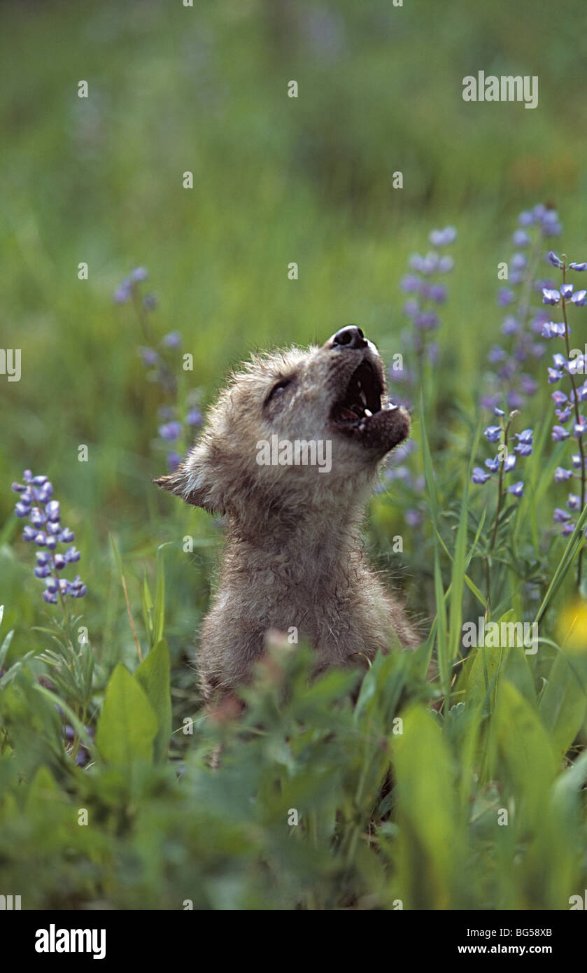 Ululato Dei Lupi Immagini e Fotos Stock - Alamy