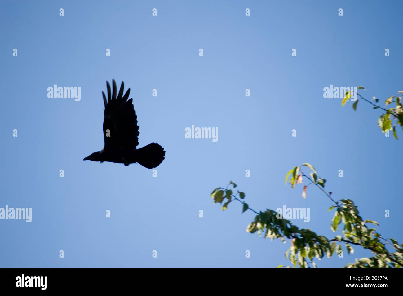 Corvo in sagoma di volo immagini e fotografie stock ad alta risoluzione ...