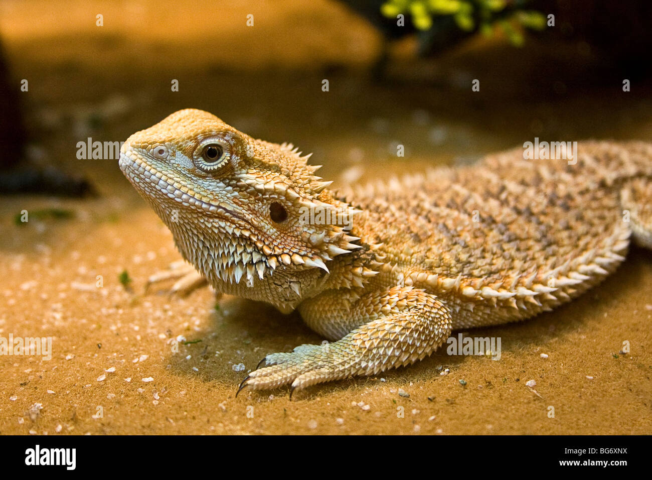 Drago barbuto lucertola Pogona vitticeps, nel suo serbatoio Foto stock ...