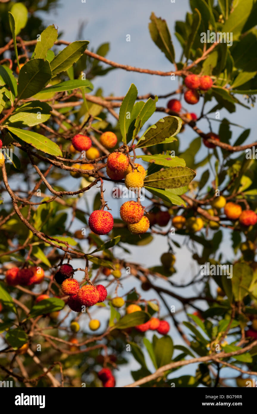 Albero Di Corbezzolo Immagini e Fotos Stock - Alamy
