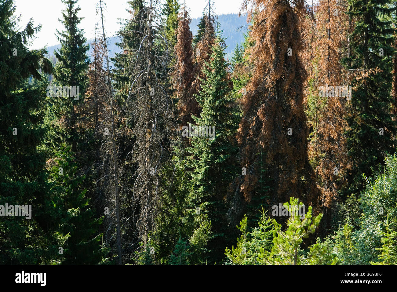 Danni agli alberi di conifere immagini e fotografie stock ad alta ...