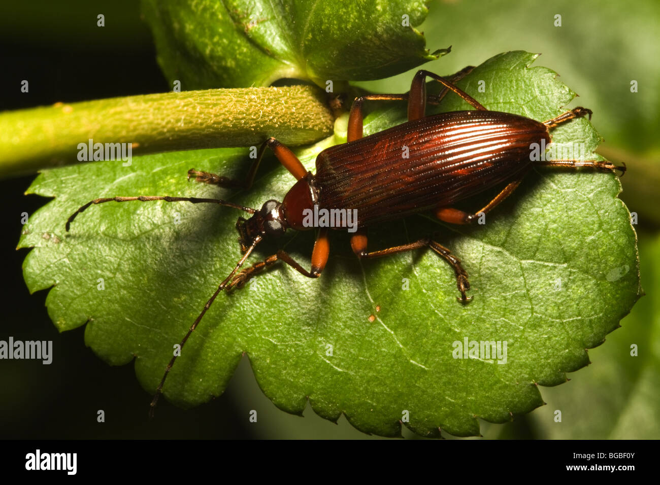 Coleottero dalle lunghe corna immagini e fotografie stock ad alta ...