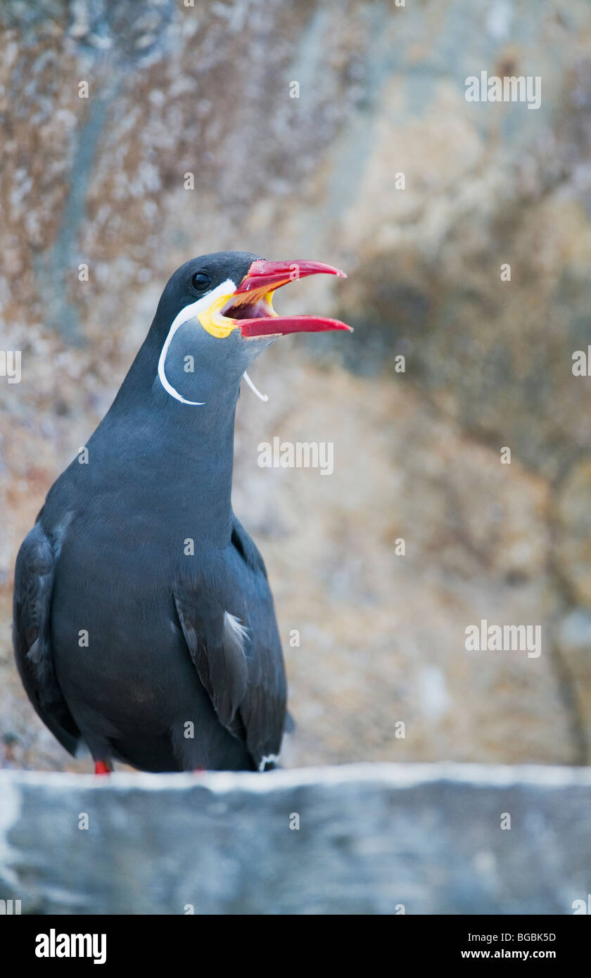 Inca sterna larosterna inca immagini e fotografie stock ad alta ...