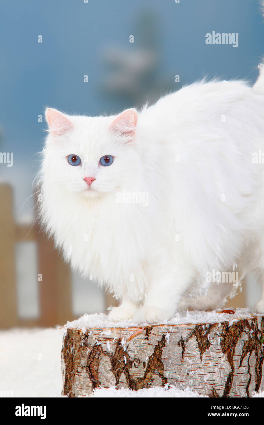Foresta siberiana Cat, bianco / Gatto Siberiano, Siberia Foto stock - Alamy