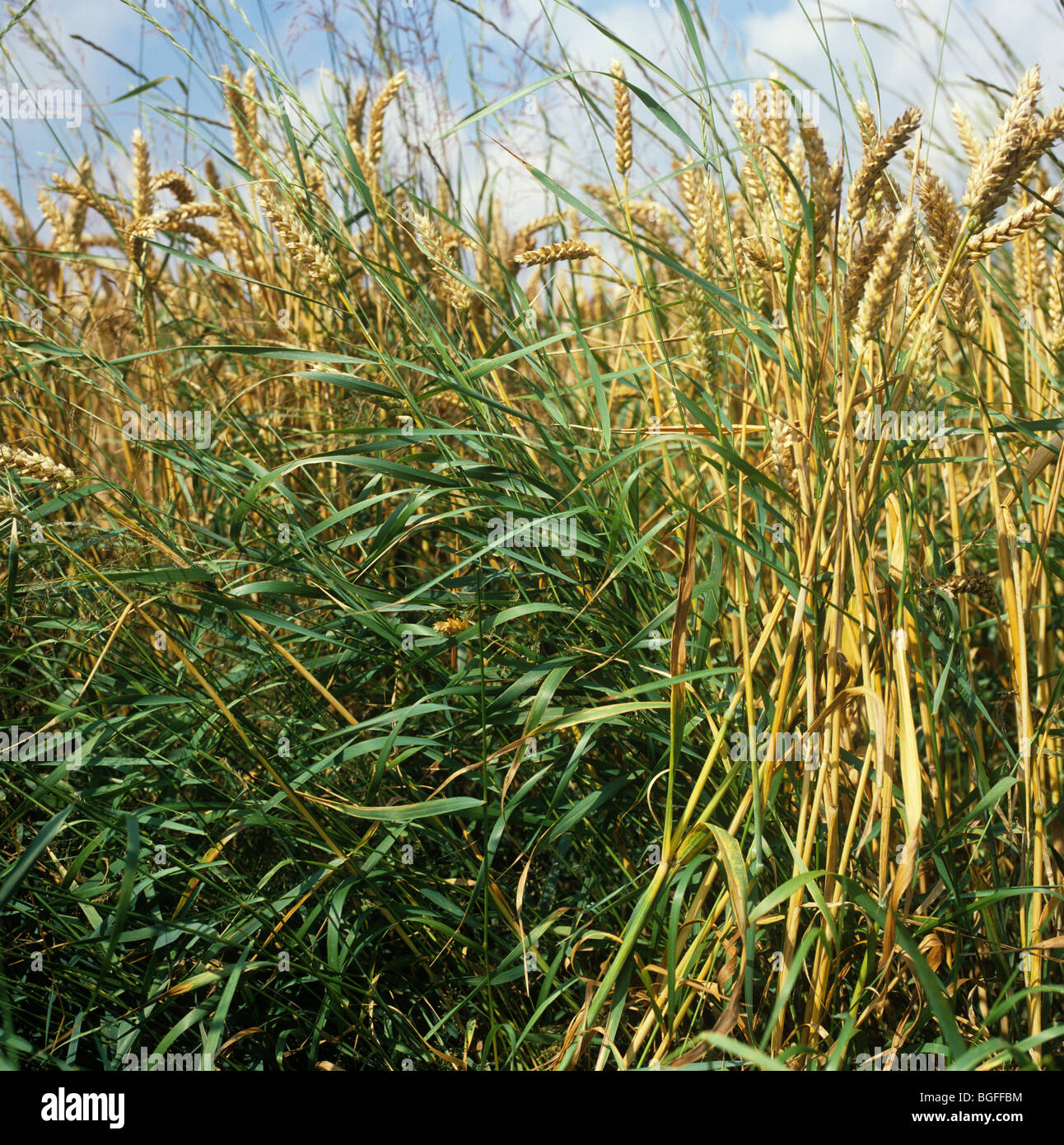 Agropyron repens immagini e fotografie stock ad alta risoluzione - Alamy