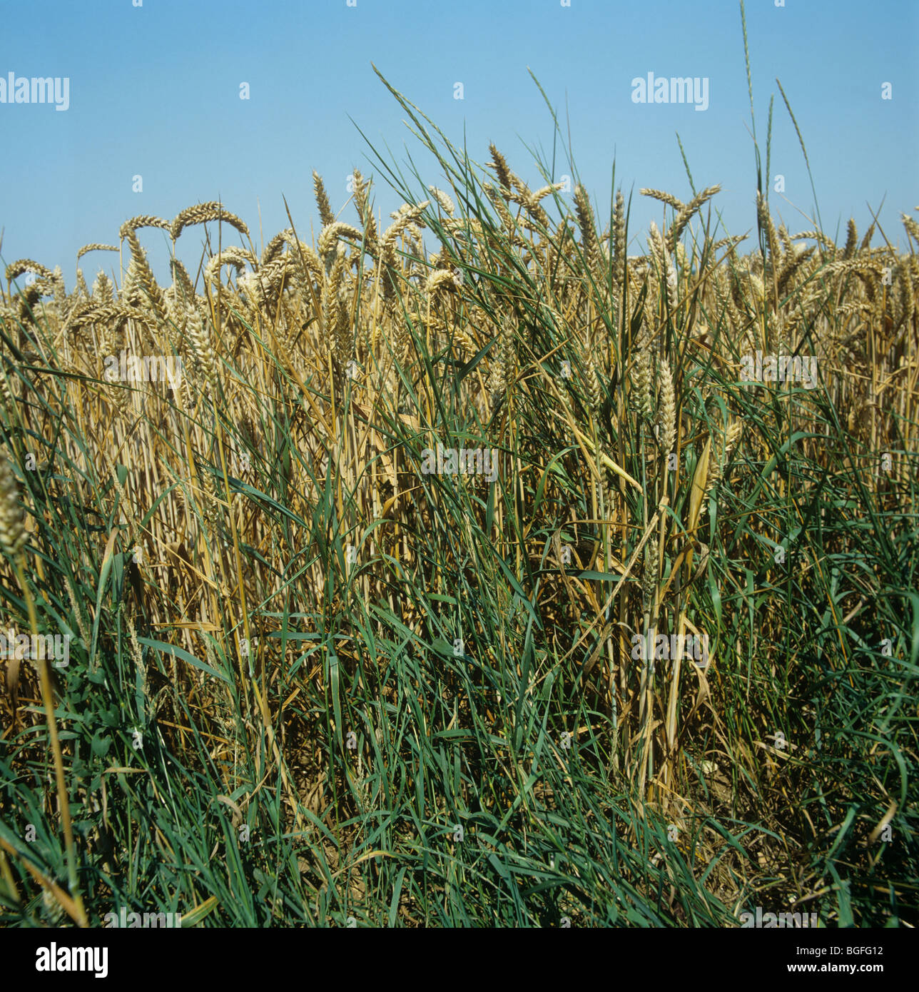Agropyron repens immagini e fotografie stock ad alta risoluzione - Alamy