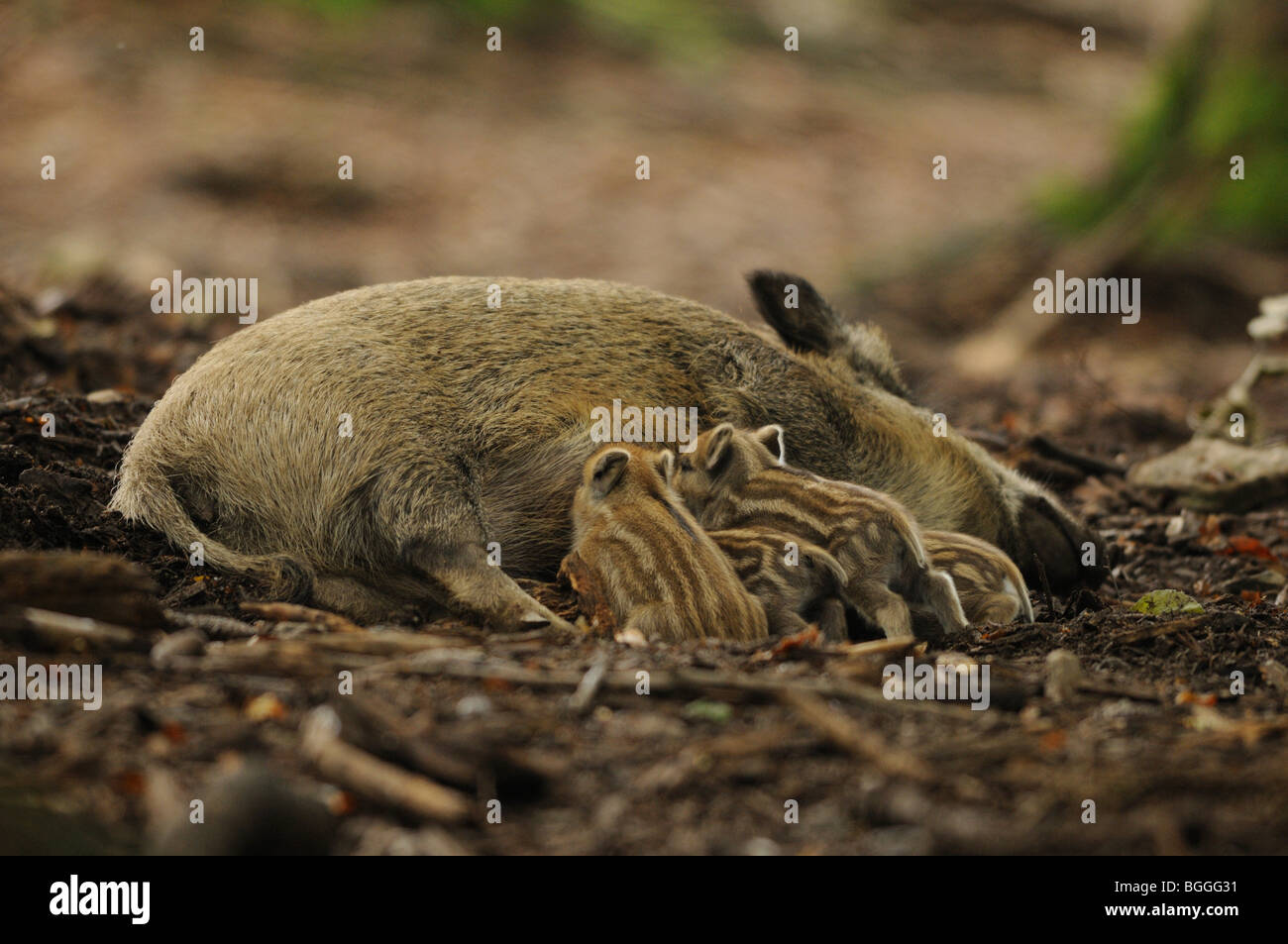 Maiale sus scrofa immagini e fotografie stock ad alta risoluzione - Alamy