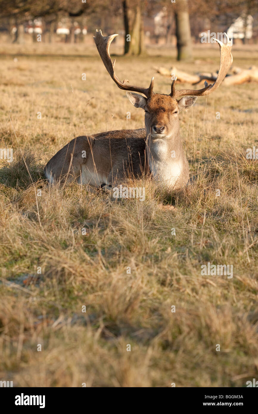 Cervo con felci sulle corna immagini e fotografie stock ad alta ...
