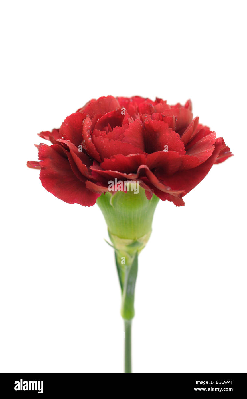 Garofano rosso immagini e fotografie stock ad alta risoluzione - Alamy