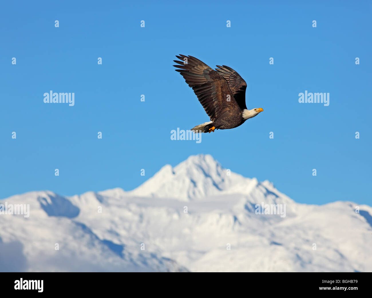 L aquila immagini e fotografie stock ad alta risoluzione - Alamy